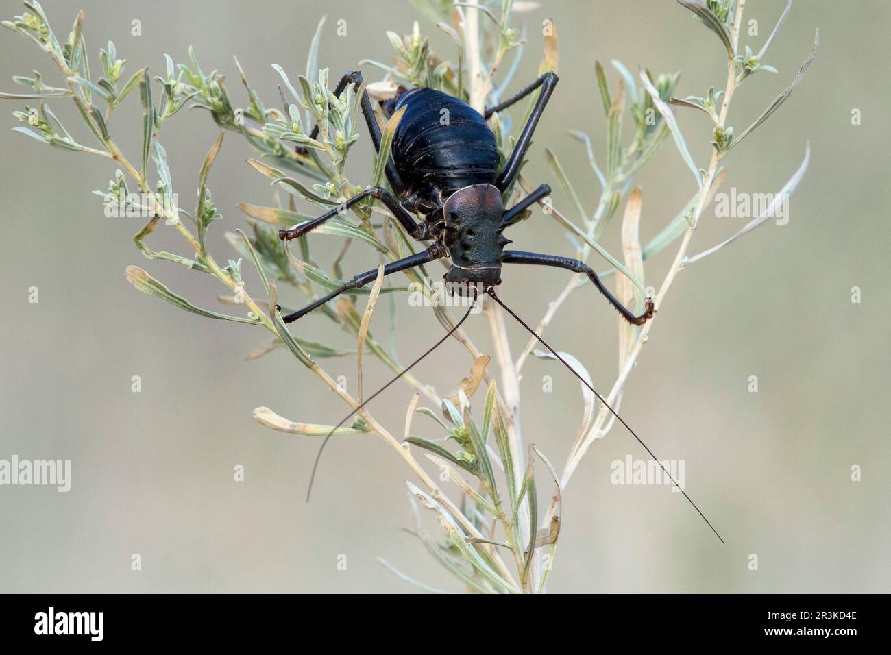 Armoured ground cricket (Acanthoplus discoidalis) on tiwgs, Namibia ...