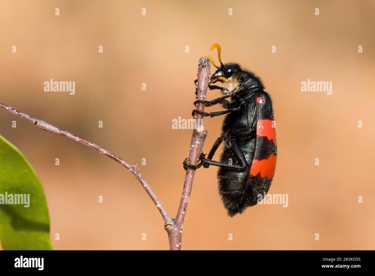 Blister beetle (Meloidae sp) on twig, Namibia Stock Photo - Alamy