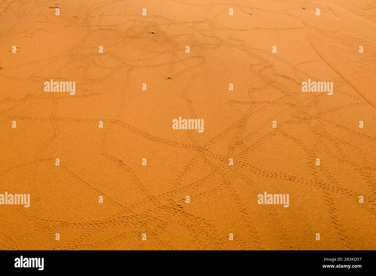 Traces of Coleoptera insects in the sand, Sossusvlei, Namib-Naukluft ...
