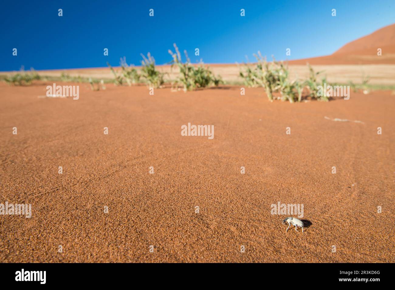 White desert beetle in its natural environment, Sossusvlei dunes, Namib ...