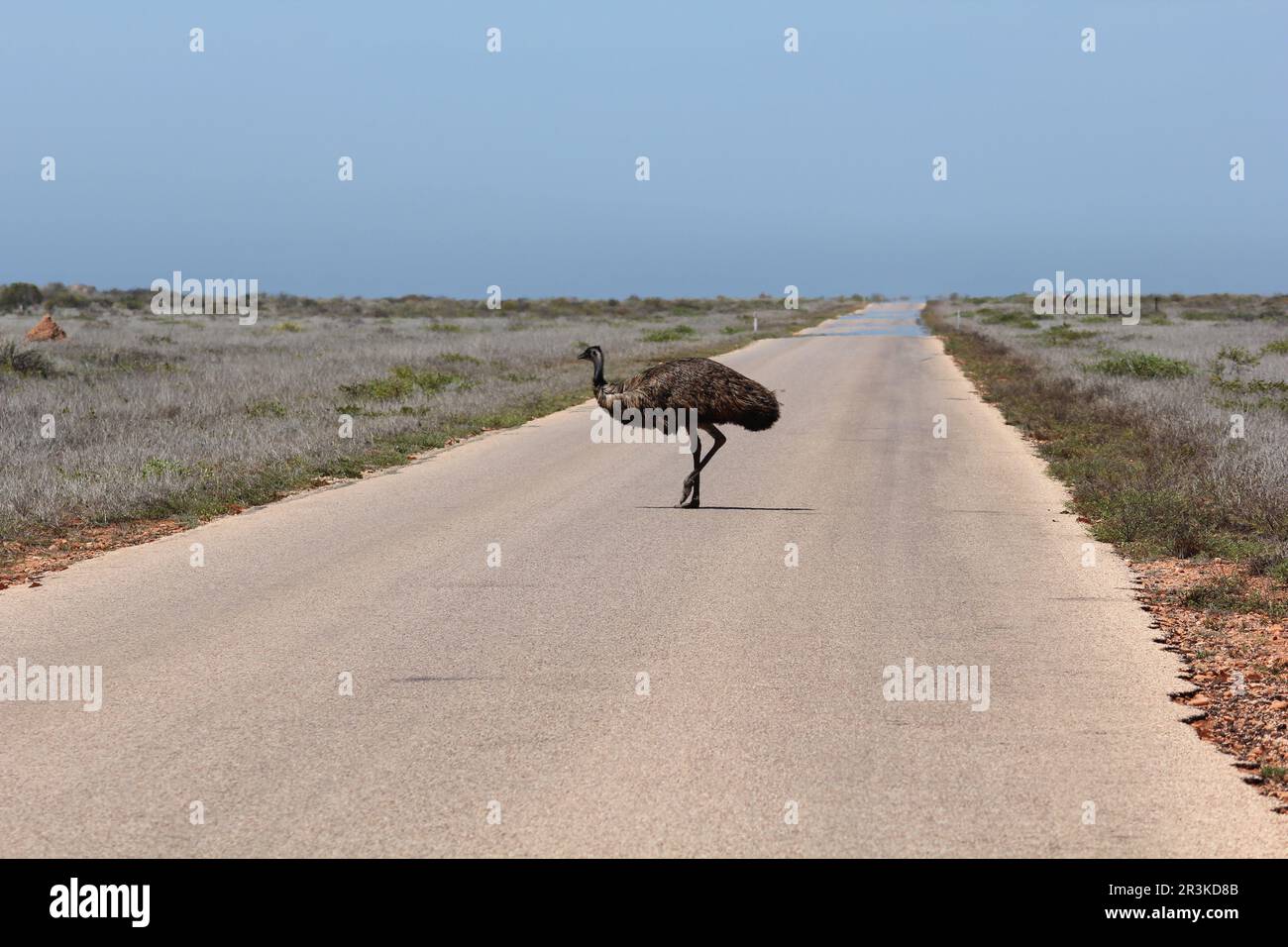 Blue emu hi-res stock photography and images - Alamy