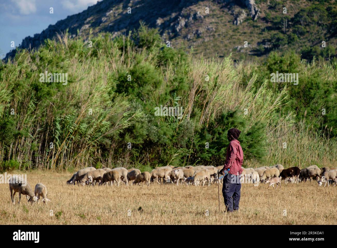 rebaño de ovejas pastando, Reserva natural de l'Albufereta, bahia de ...