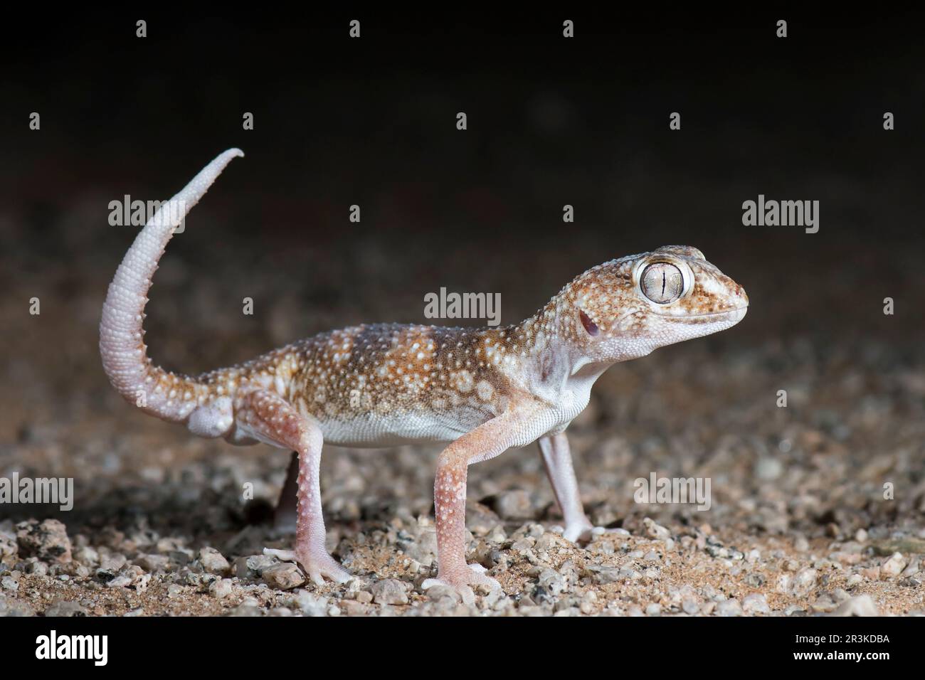 Namib Giant Ground Gecko (Chondrodactylus angulifer) defensive position ...
