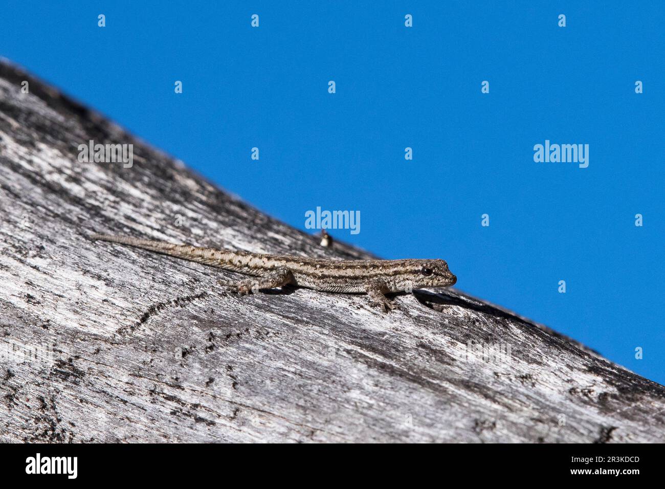 Bradfield's dwarf gecko (Lygodactylus bradfieldi) on trunk, Waterberg ...