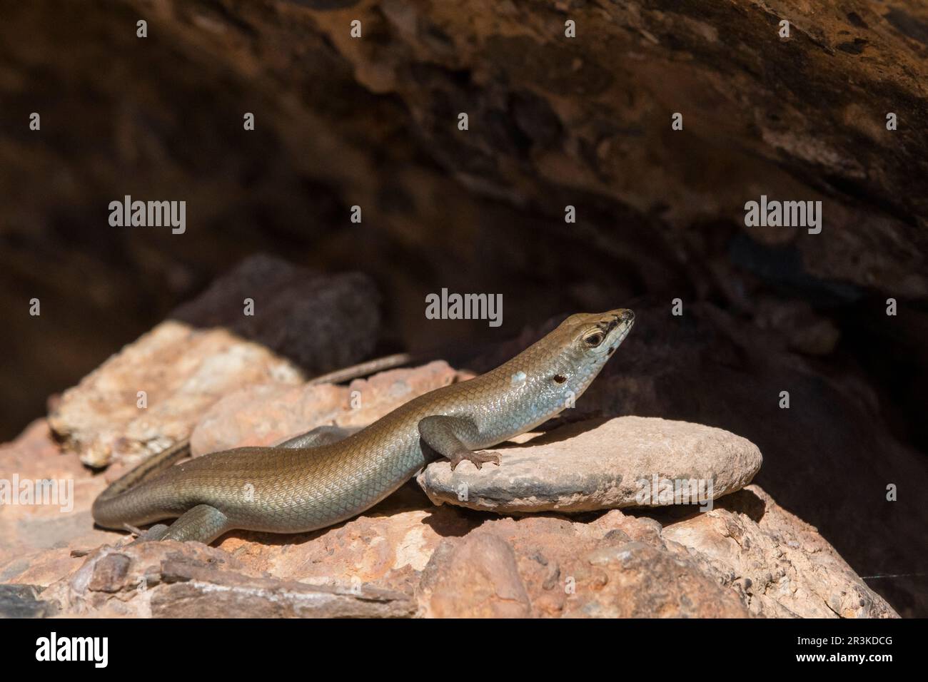 Western rock skink (Trachylepis sulcata) male on rock, Namibia Stock ...