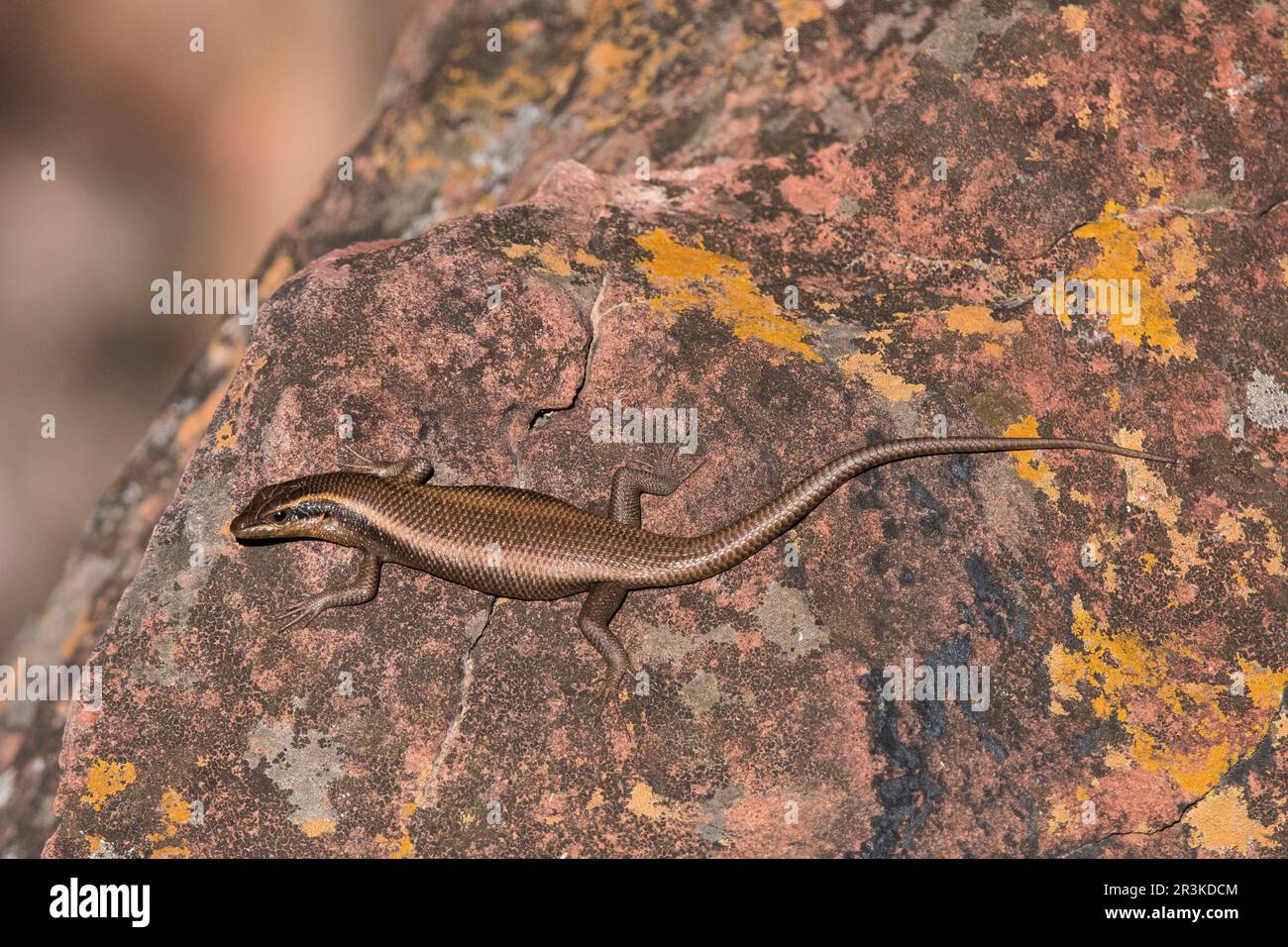 Kalahari tree skink (Trachylepis spilogaster) on rock, Waterberg ...