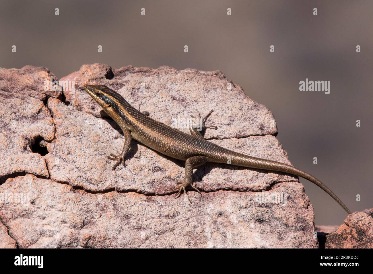 Kalahari tree skink (Trachylepis spilogaster) on rock, Waterberg ...