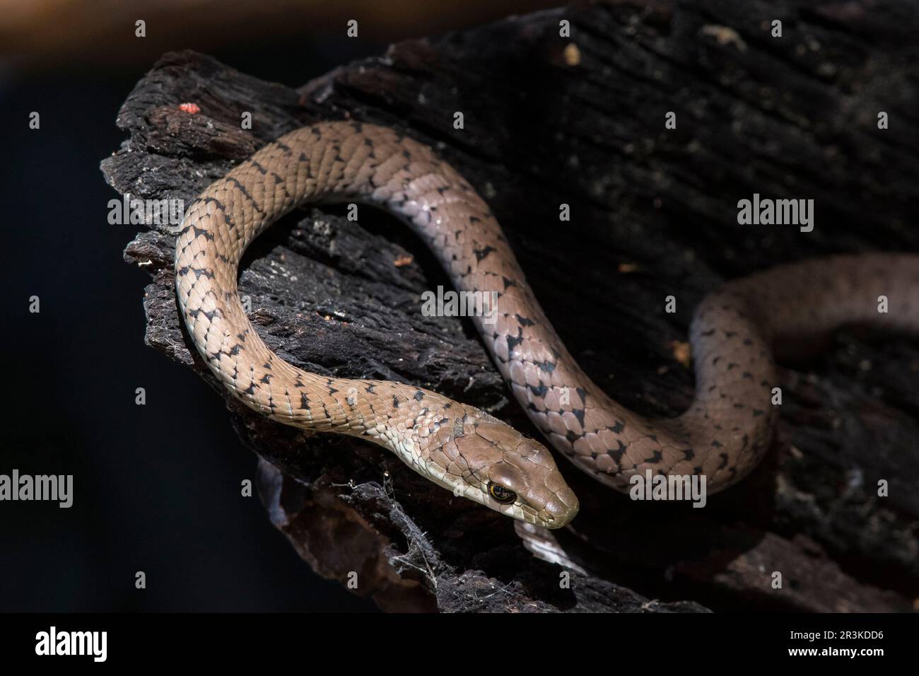 Spotted Bush Snake (Philothamnus semivariegatus) brown form, Namibia ...