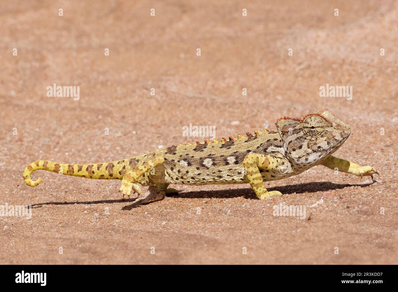 Namaqua Chameleon (Chamaeleo namaquensis) walking in desert, near ...