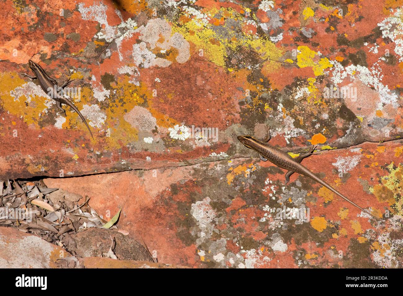 Kalahari tree skink (Trachylepis spilogaster) on rock, Waterberg ...