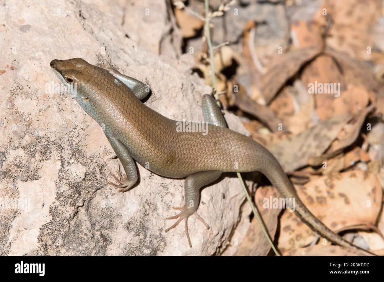 Western rock skink (Trachylepis sulcata) male on rock, Namibia Stock ...