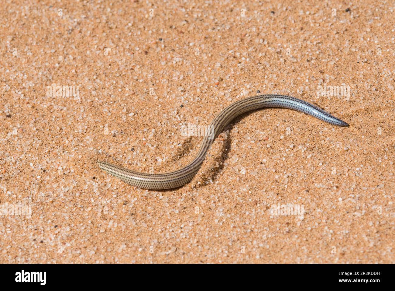 FitzSimons' burrowing skink (Typhlacontias brevipes) in sand, near ...
