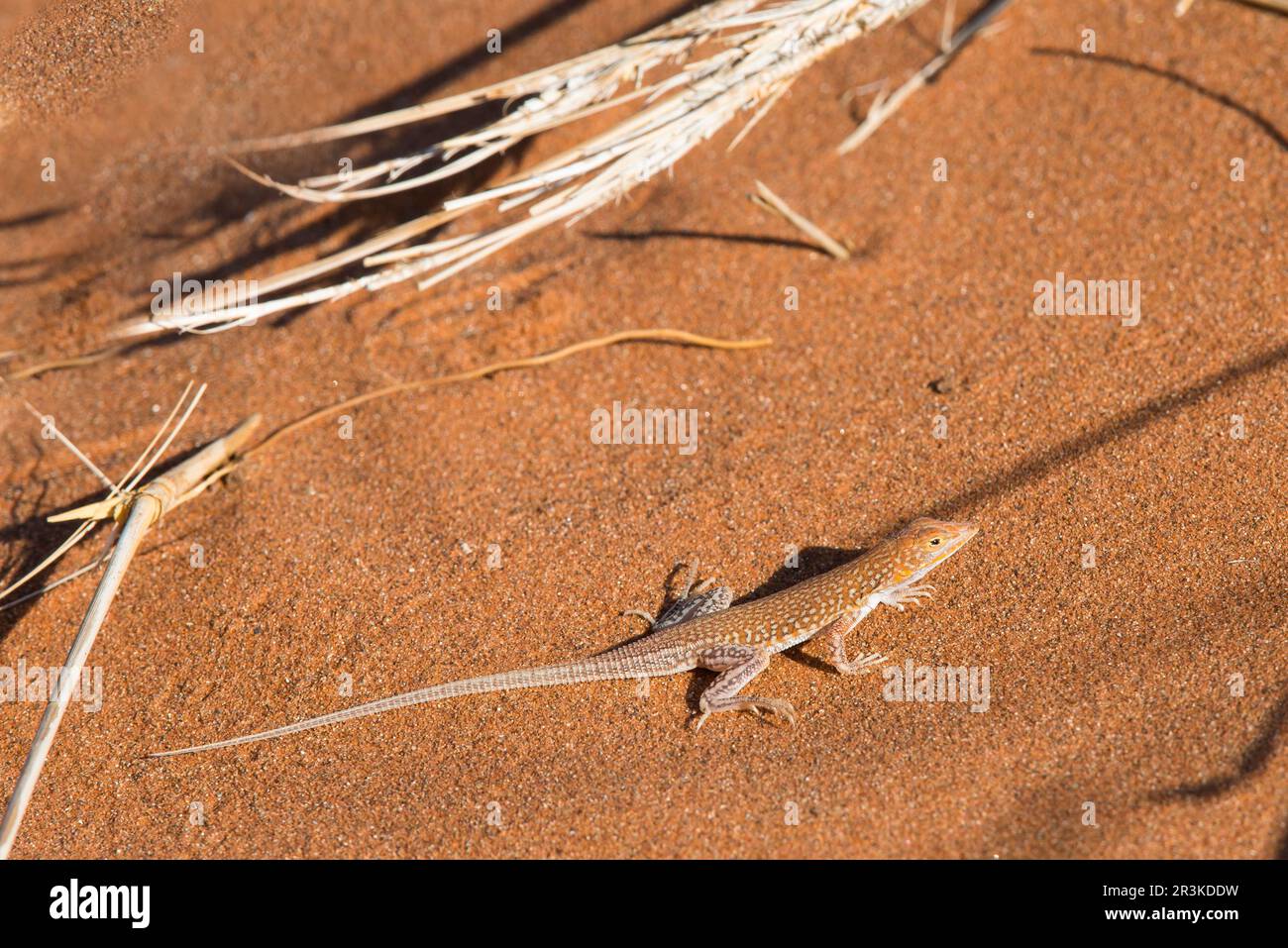 Dune lizard (Aporosaura anchietae) on sand, Sossusvlei Reserve, Namib ...