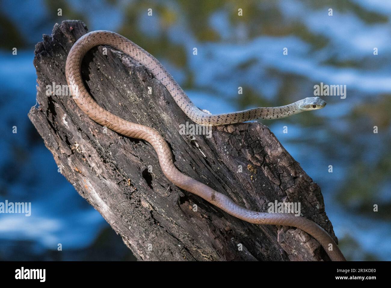 Spotted Bush Snake (Philothamnus semivariegatus) brown form, Namibia ...