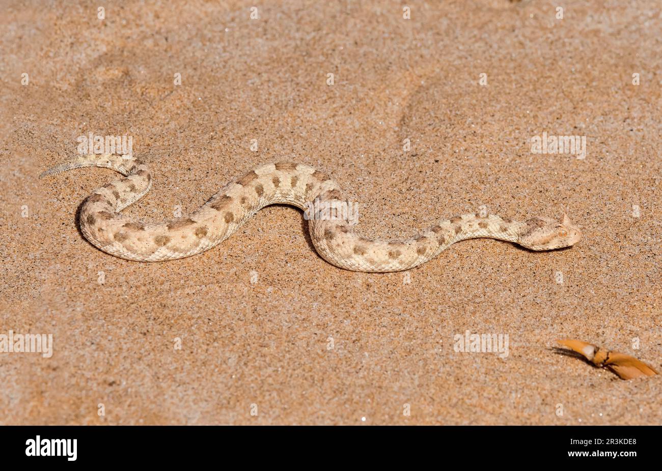Desert Horned Viper (Cerastes cerastes) in Namib desert, Namibia Stock ...
