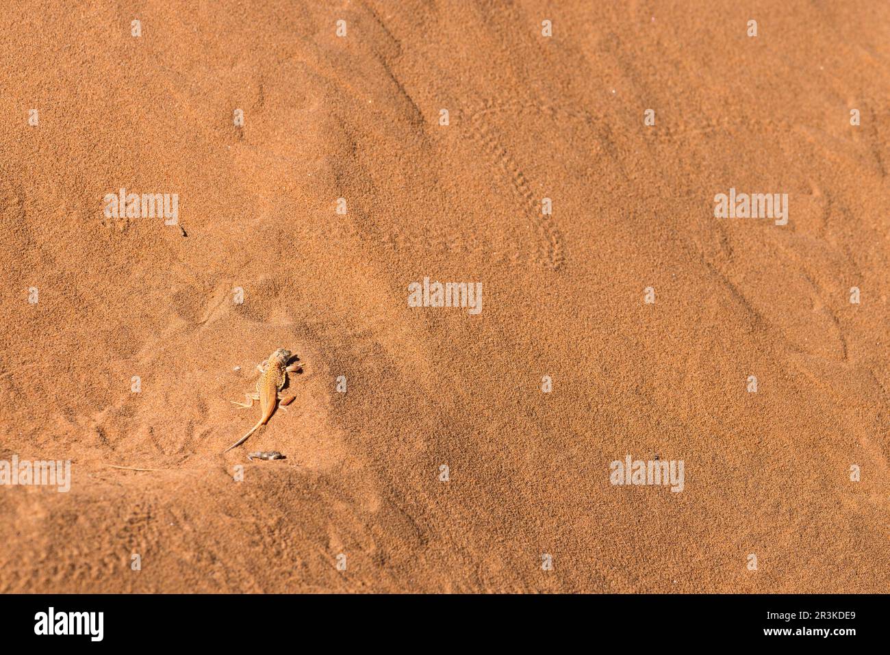 Reticulate sand lizard (Meroles reticulatus) on sand, Sossusvlei ...