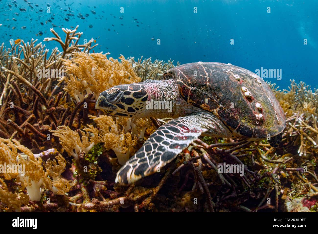Loggerhead turtle (Caretta caretta) foraging in the coral, Raja-Ampat ...