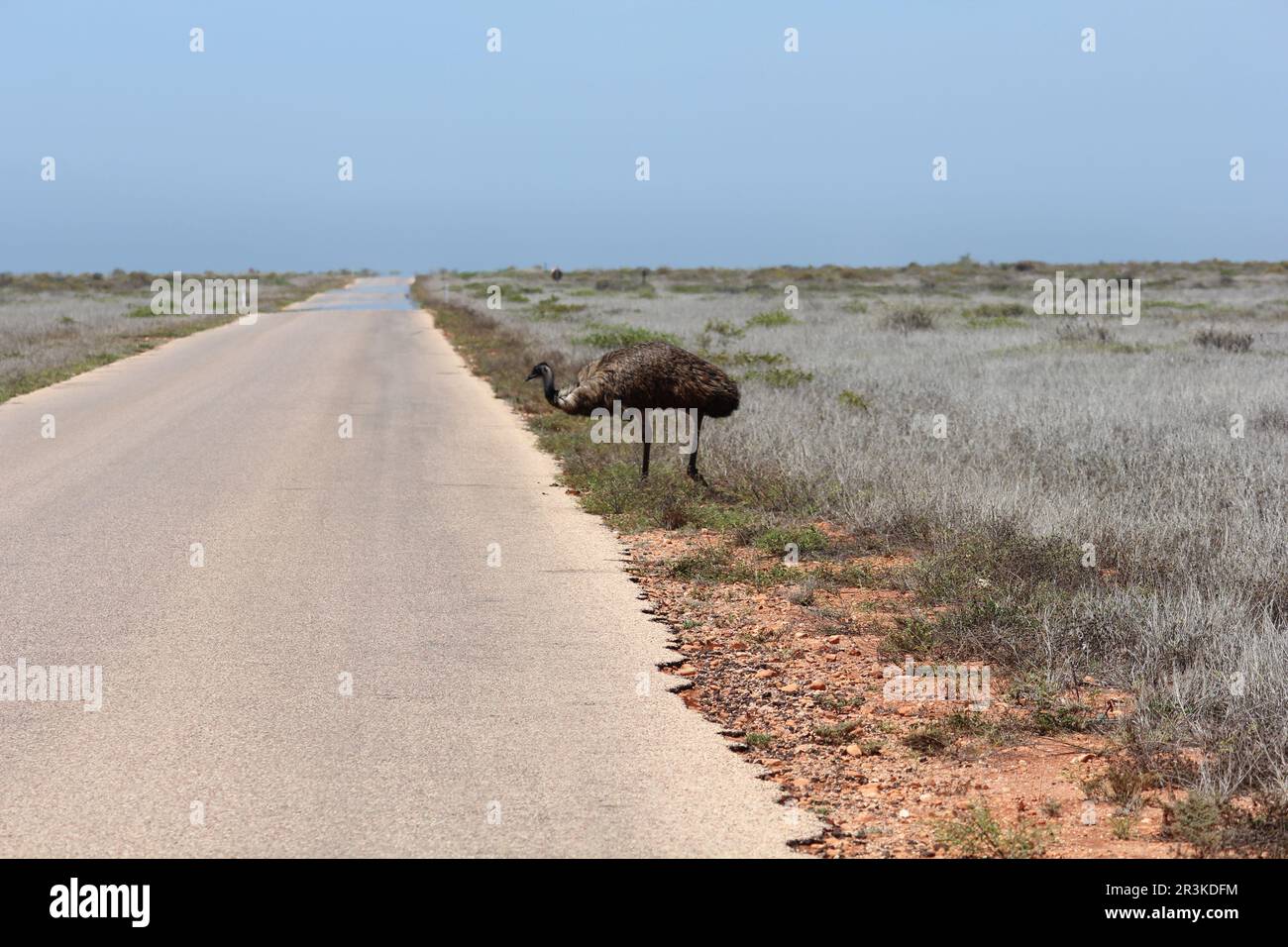 Outback emu hi-res stock photography and images - Alamy