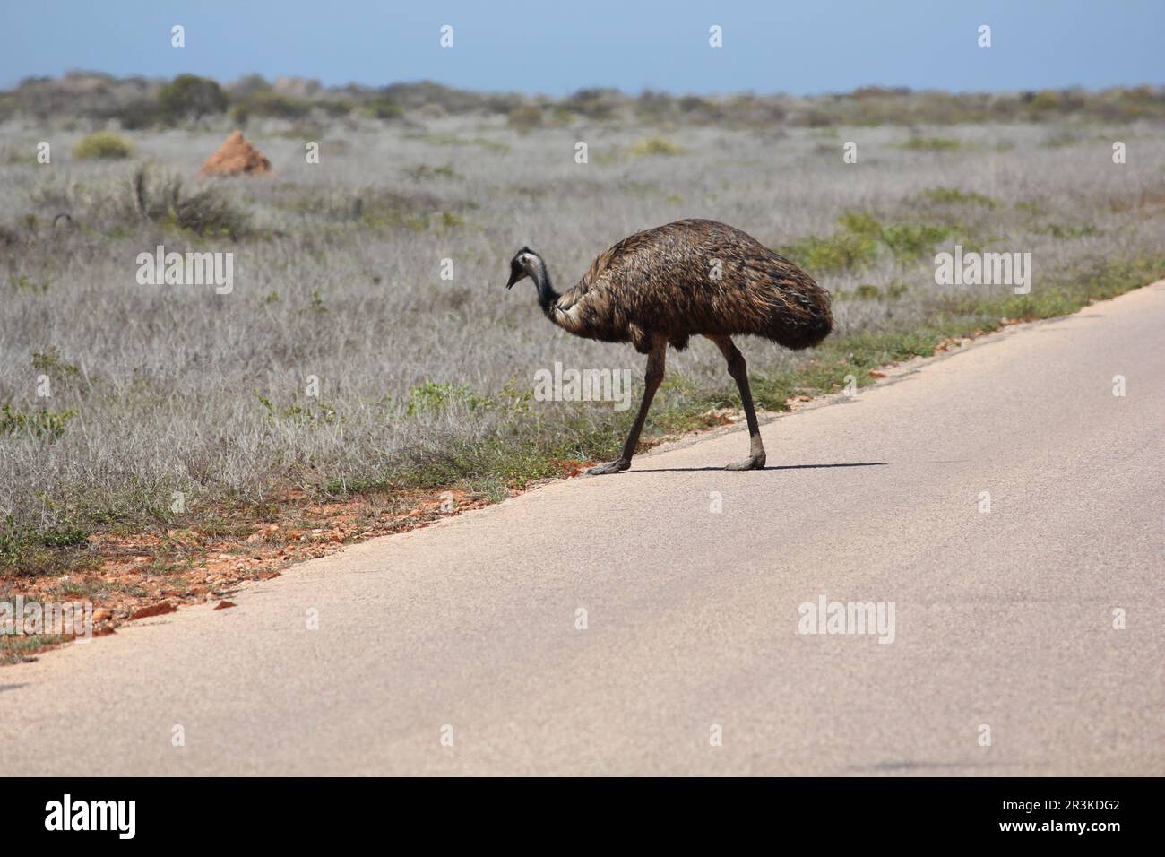 Outback emu hi-res stock photography and images - Alamy