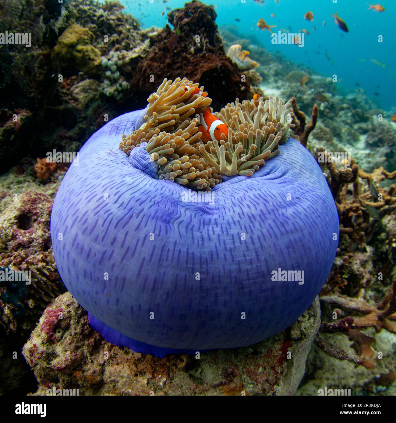 Clownfish with its sea anemone, Raja-Ampat, Indonesia Stock Photo - Alamy