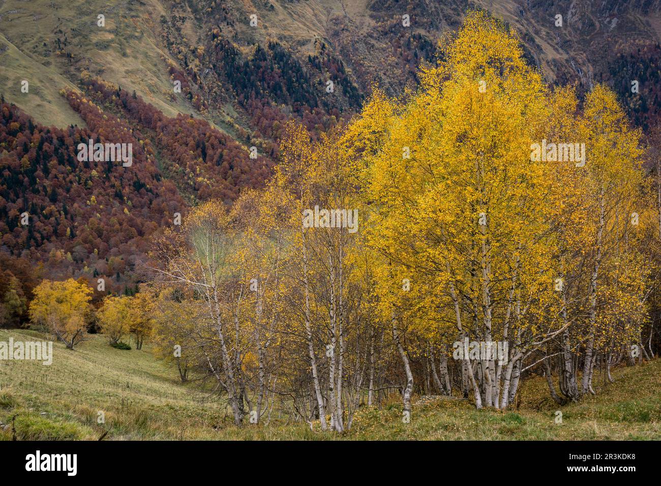 abedules, Artiga de Lin, valle de Aran, lleida, Catalunya, cordillera ...