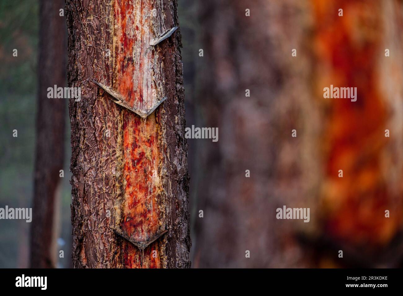 resin extraction in a Pinus pinaster forest, Montes de Coca, Segovia ...