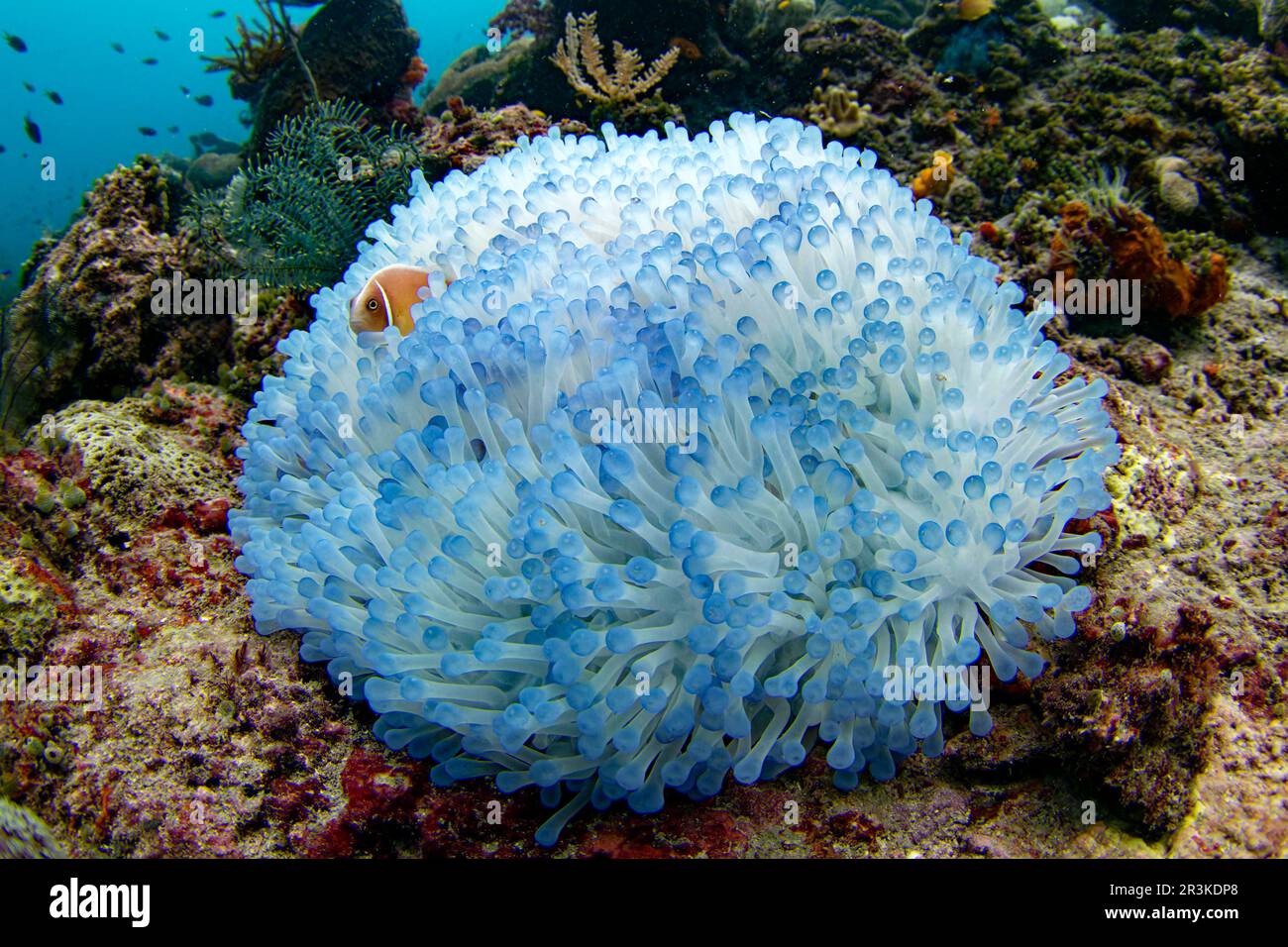 Clownfish with its sea anemone, Raja-Ampat, Indonesia Stock Photo - Alamy