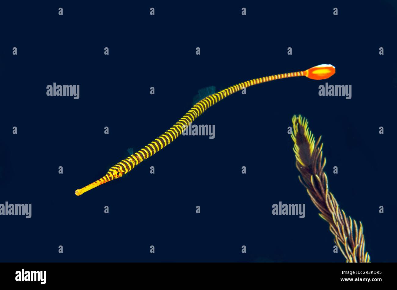 Yellow Banded Pipefish (Dunckerocampus pessuliferus), Ghost Bay dive ...