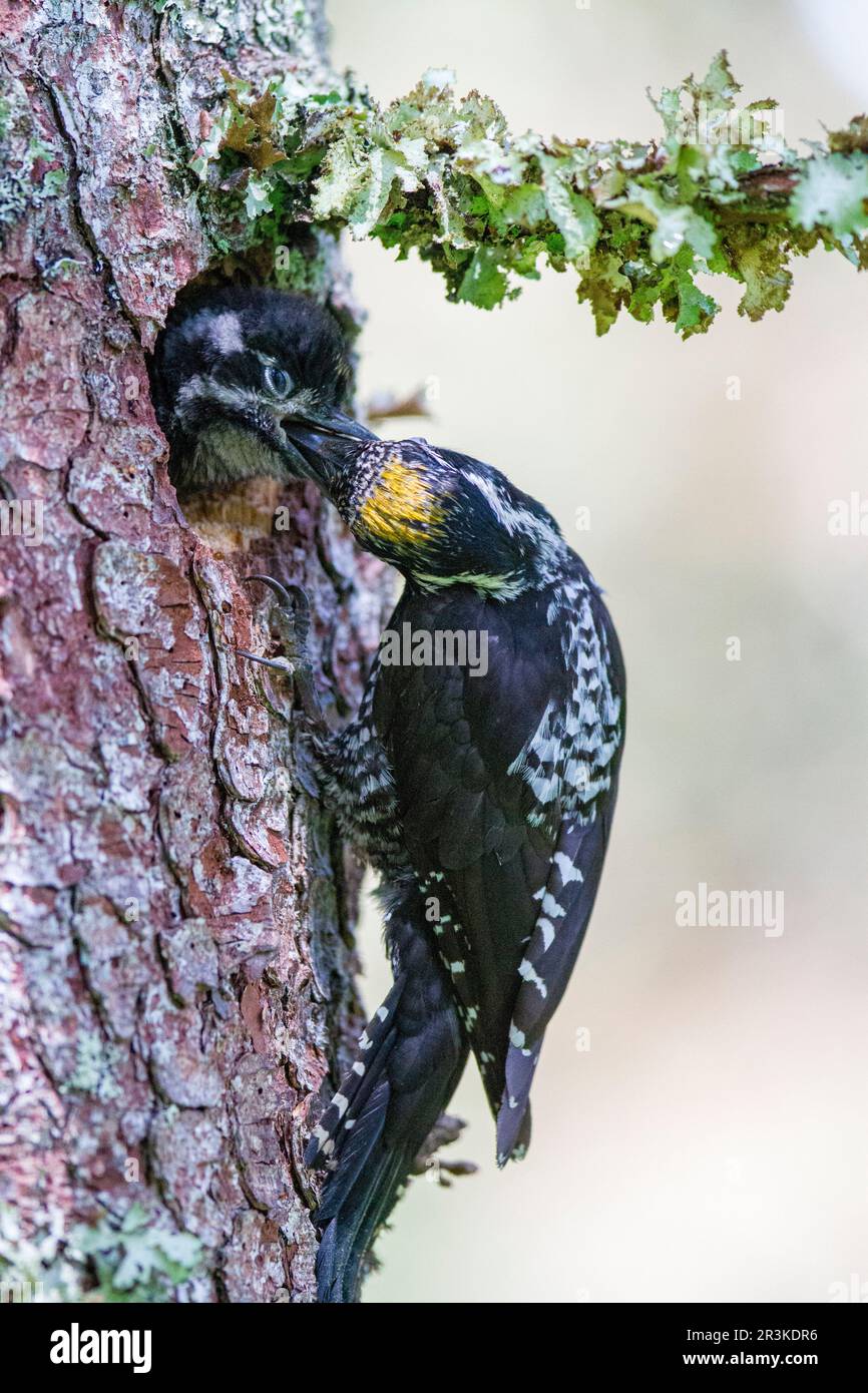 Eurasian Three-toed Woodpecker (Picoides tridactylus) feeding, Jura ...