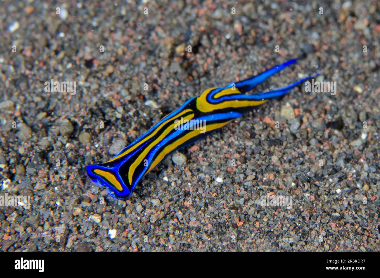 Swallowtail Headshield Slug (Chelidonura hirundinina), Dropoff dive ...