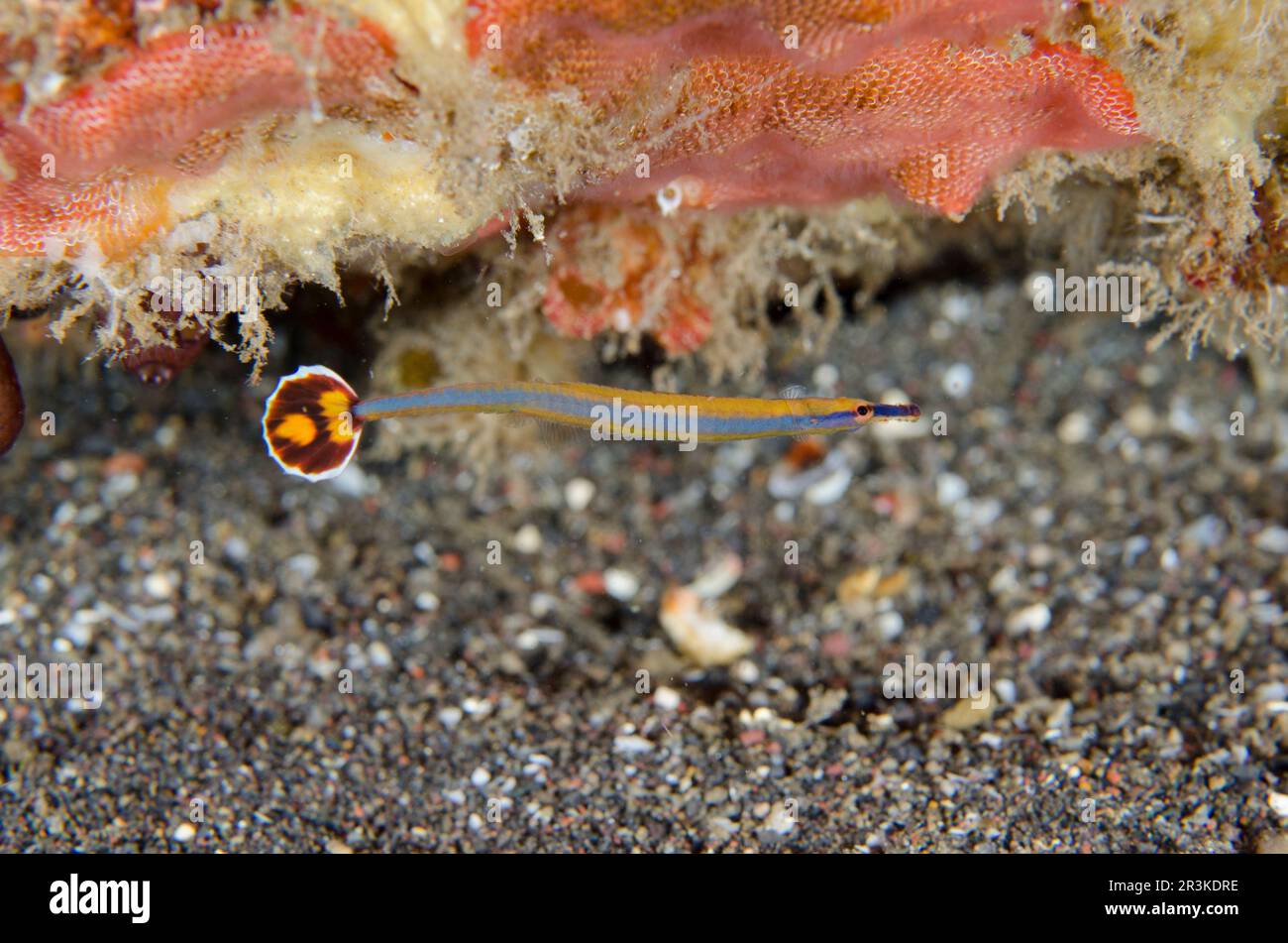 Honshu Pipefish (Doryrhamphus japonicus), Pyramids dive site, Amed ...