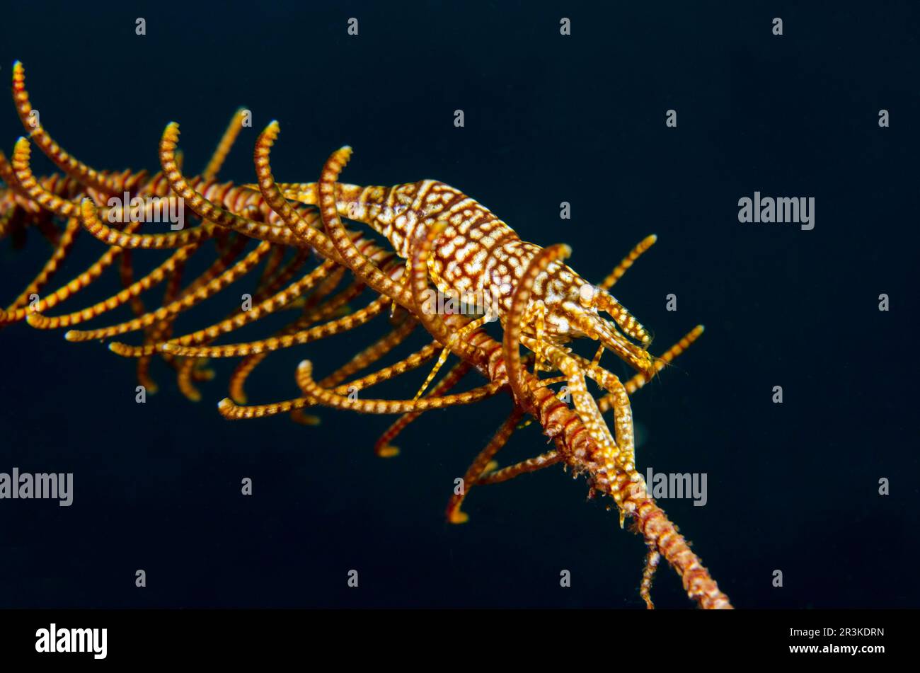 Leopard Crinoid Shrimp (Laomenes pardus) on Crinoid (Comatulida Order ...
