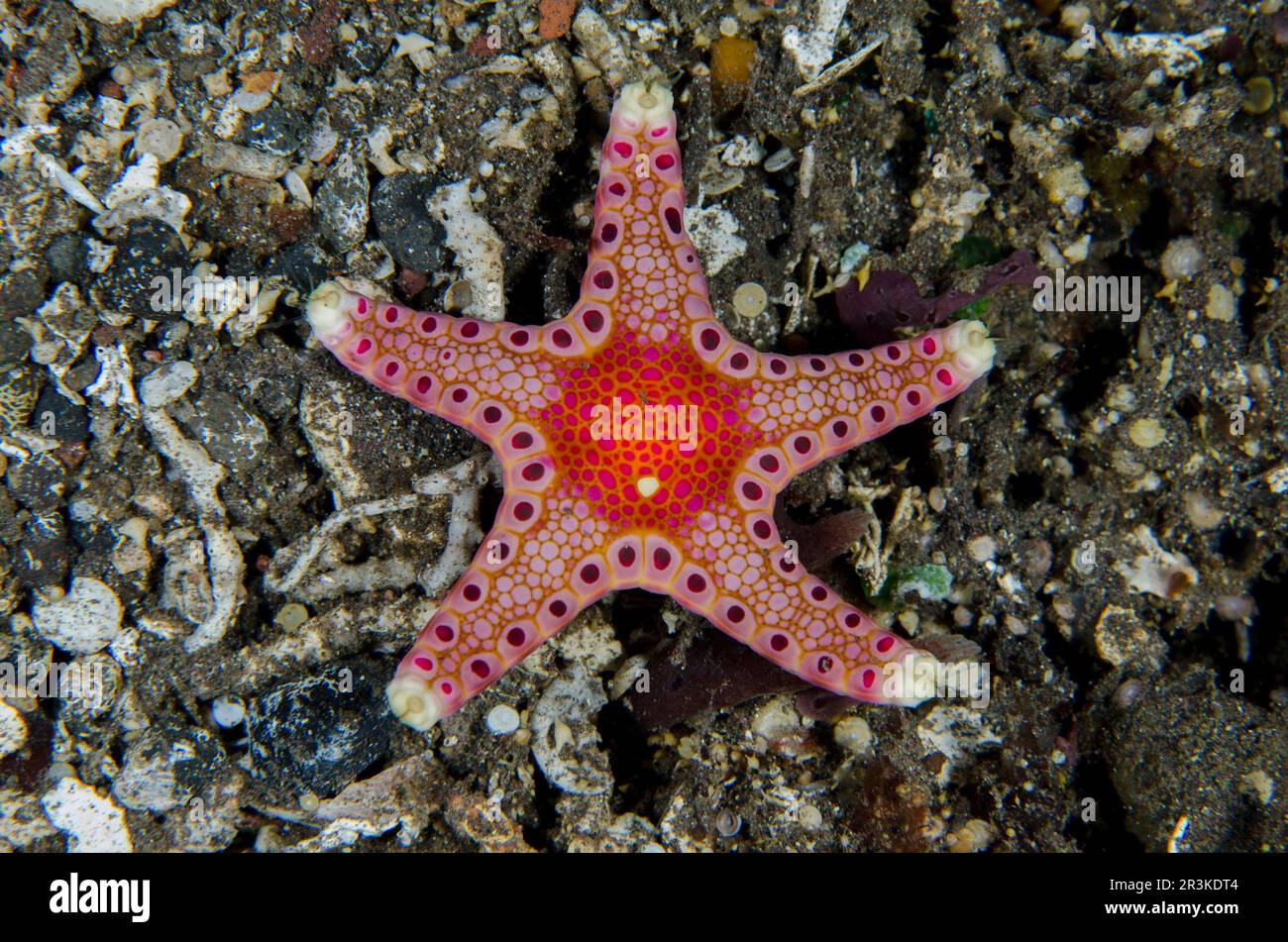 Unusual Sea Star (Neoferdina insolita), Sedam dive site, Tulamben ...