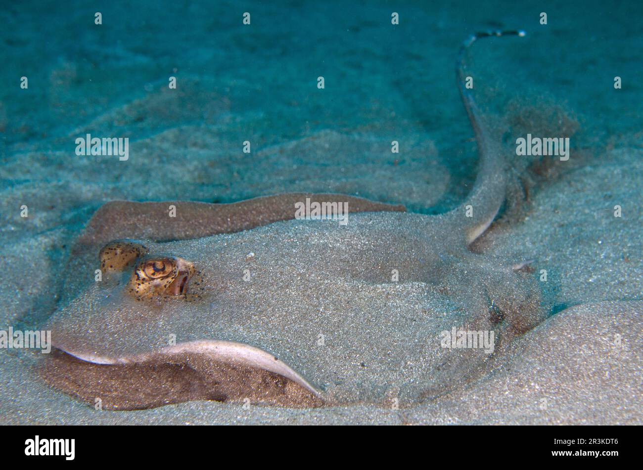 Blue-spotted Fantail Ray (Taeniura lymna) covered in sand, Jemeluk Bay ...