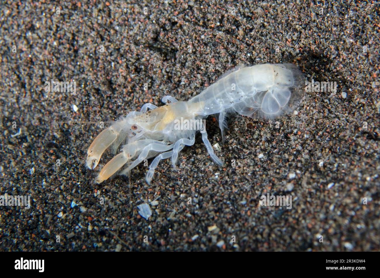 Subadult Serrated Lobster Shrimp (Neaxius acanthus), Dropoff dive site ...
