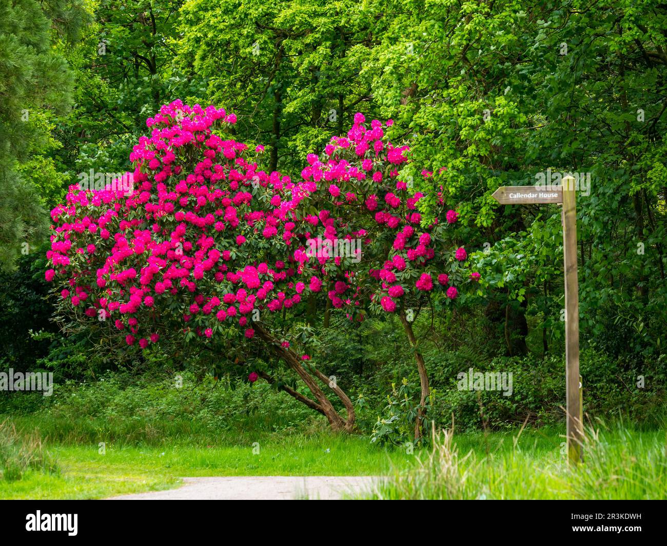 A bright pink azalea or rhododendron in full bloom, Callender Park ...