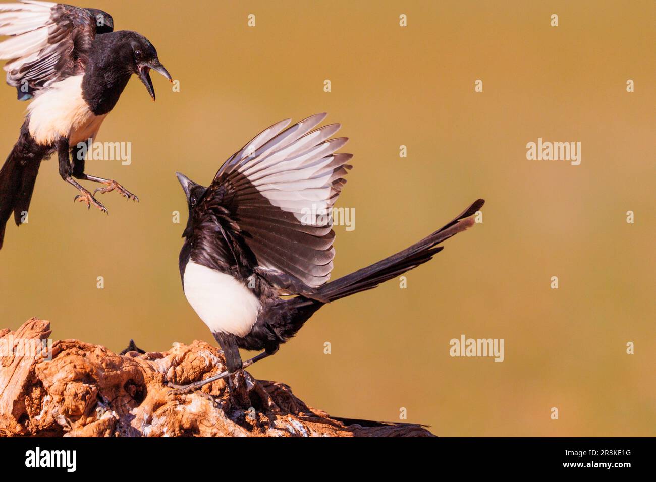 European Magpie (Pica pica) facing, on a stump, Penalajo, Castilla ...