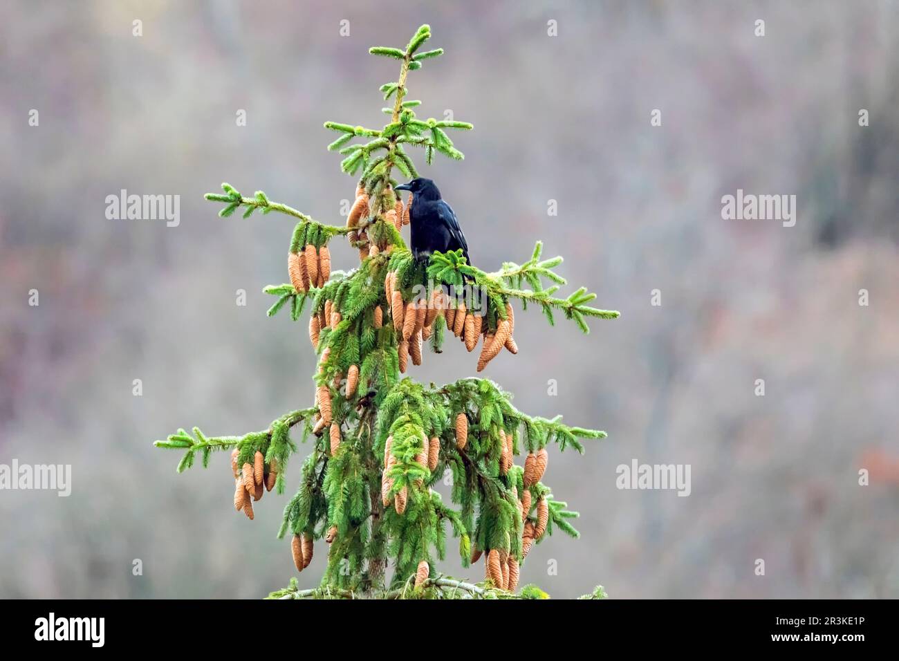 Black crow (Corvus corone) on the top of a spruce tree in winter ...