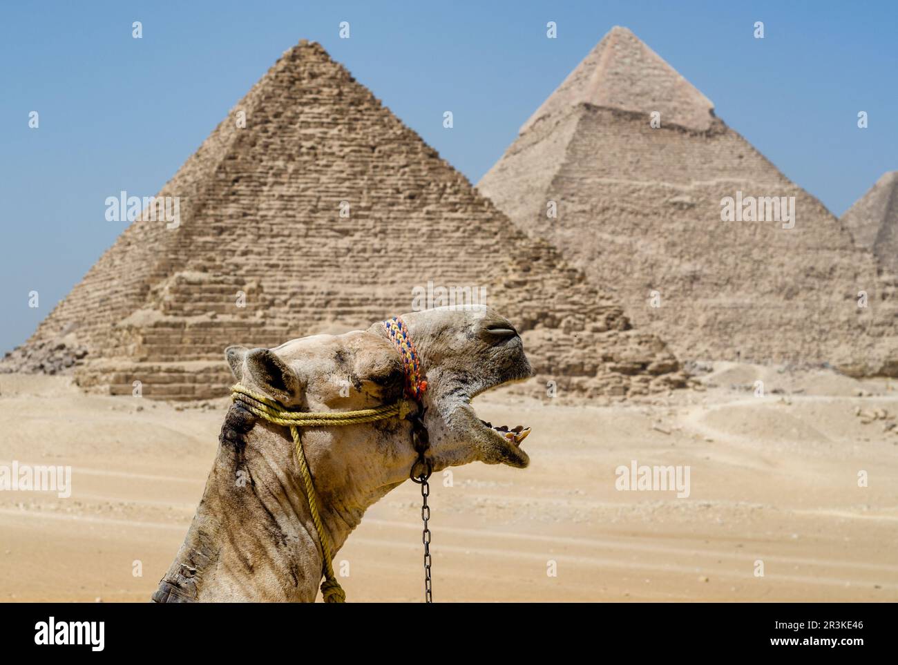 Camel in the Egyptian desert near the pyramids in Luxor Stock Photo - Alamy