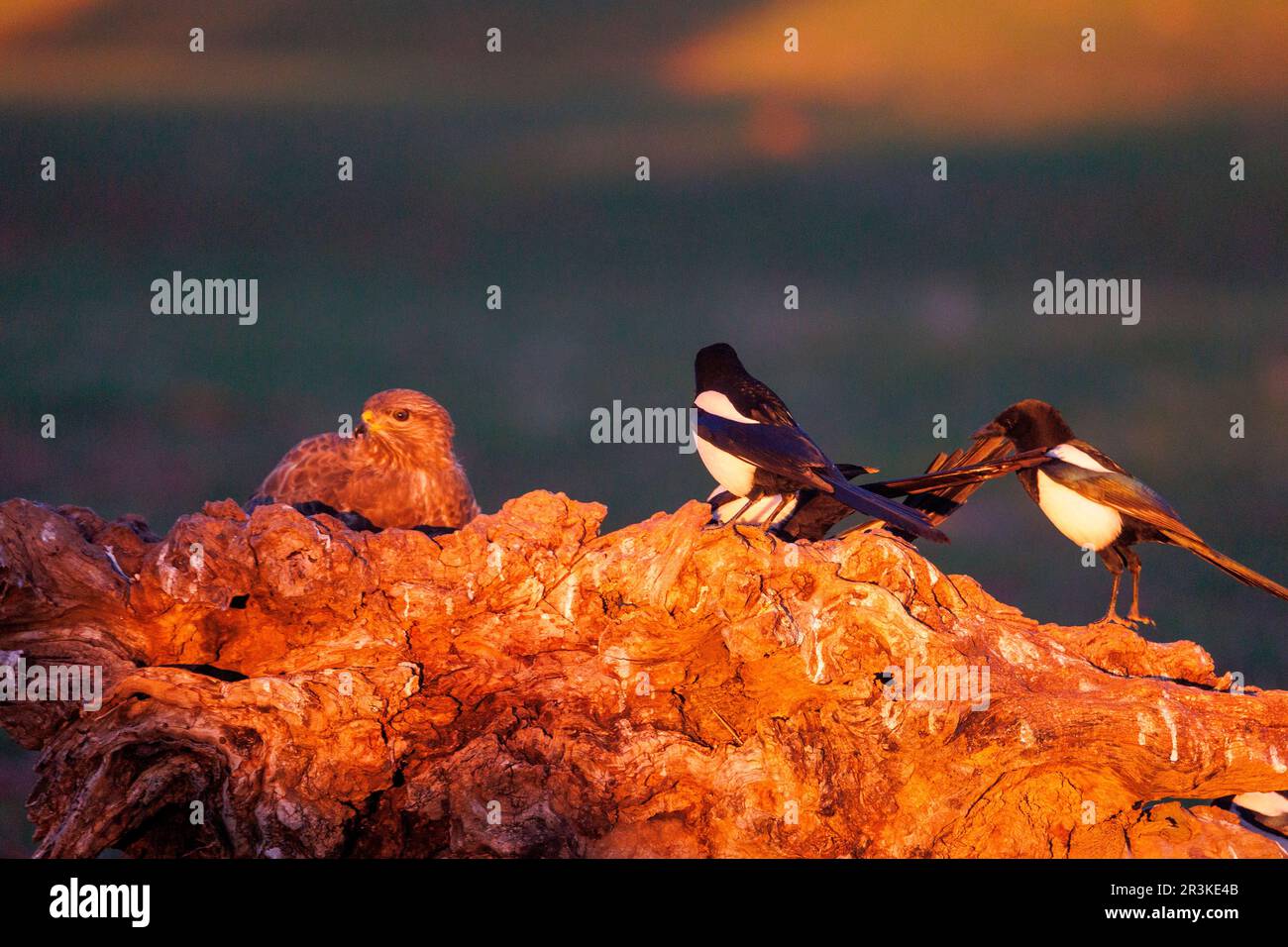 European Magpie (Pica pica) on a stump, Penalajo, Castilla, Spain Stock ...