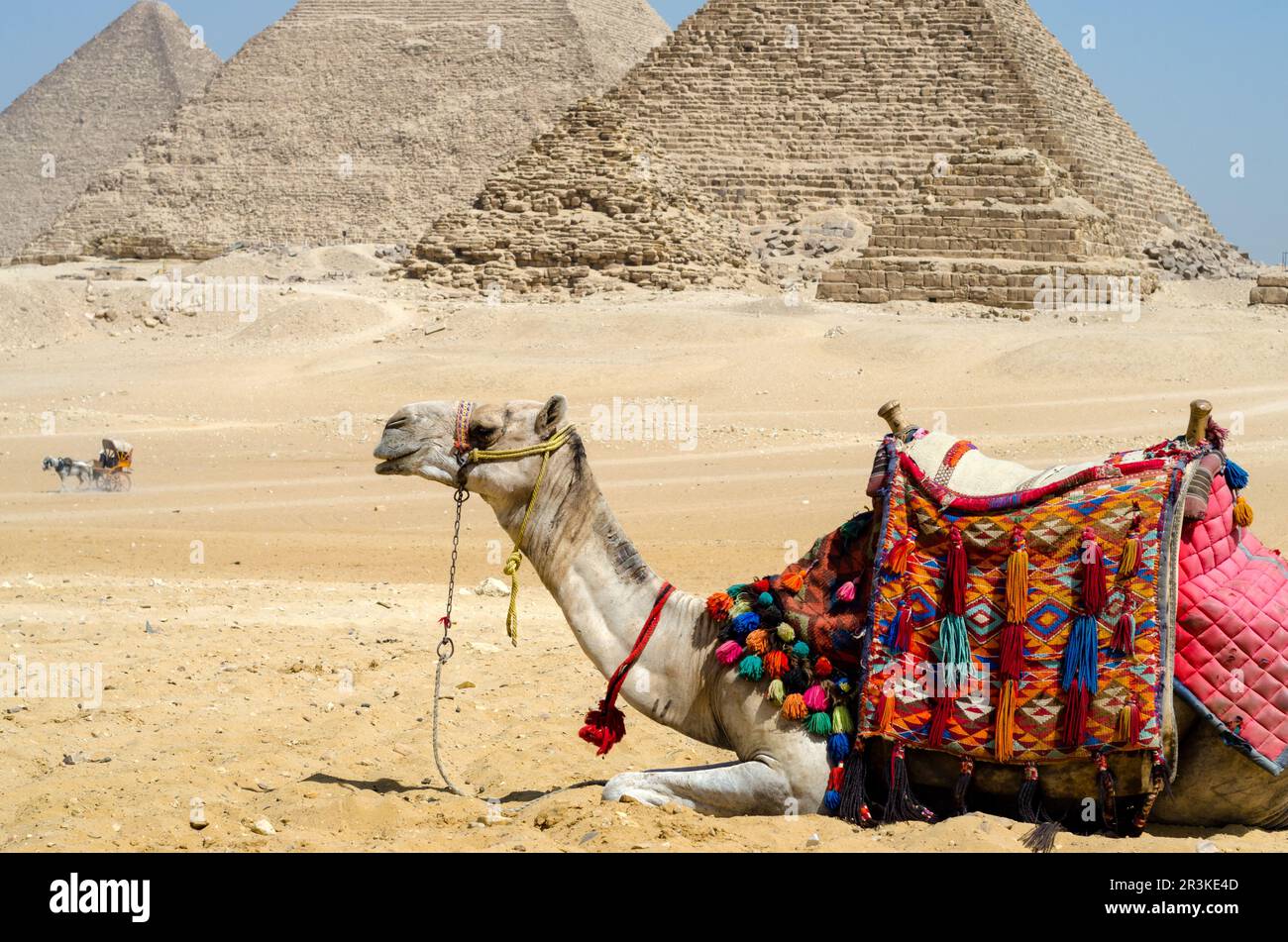 Camel in the Egyptian desert near the pyramids in Luxor Stock Photo - Alamy