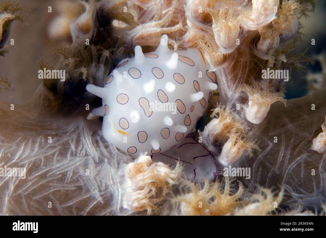 Margarita Egg Cowrie (Diminovula margarita) on coral, Coral Garden dive ...