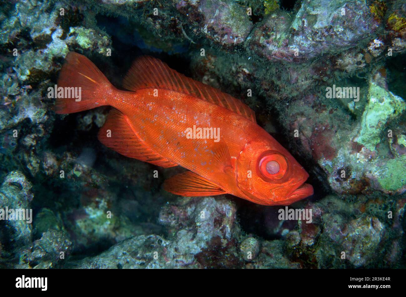Japanese Bigeye (Cookeolus japonicus), night dive, Mimpi Channel dive ...