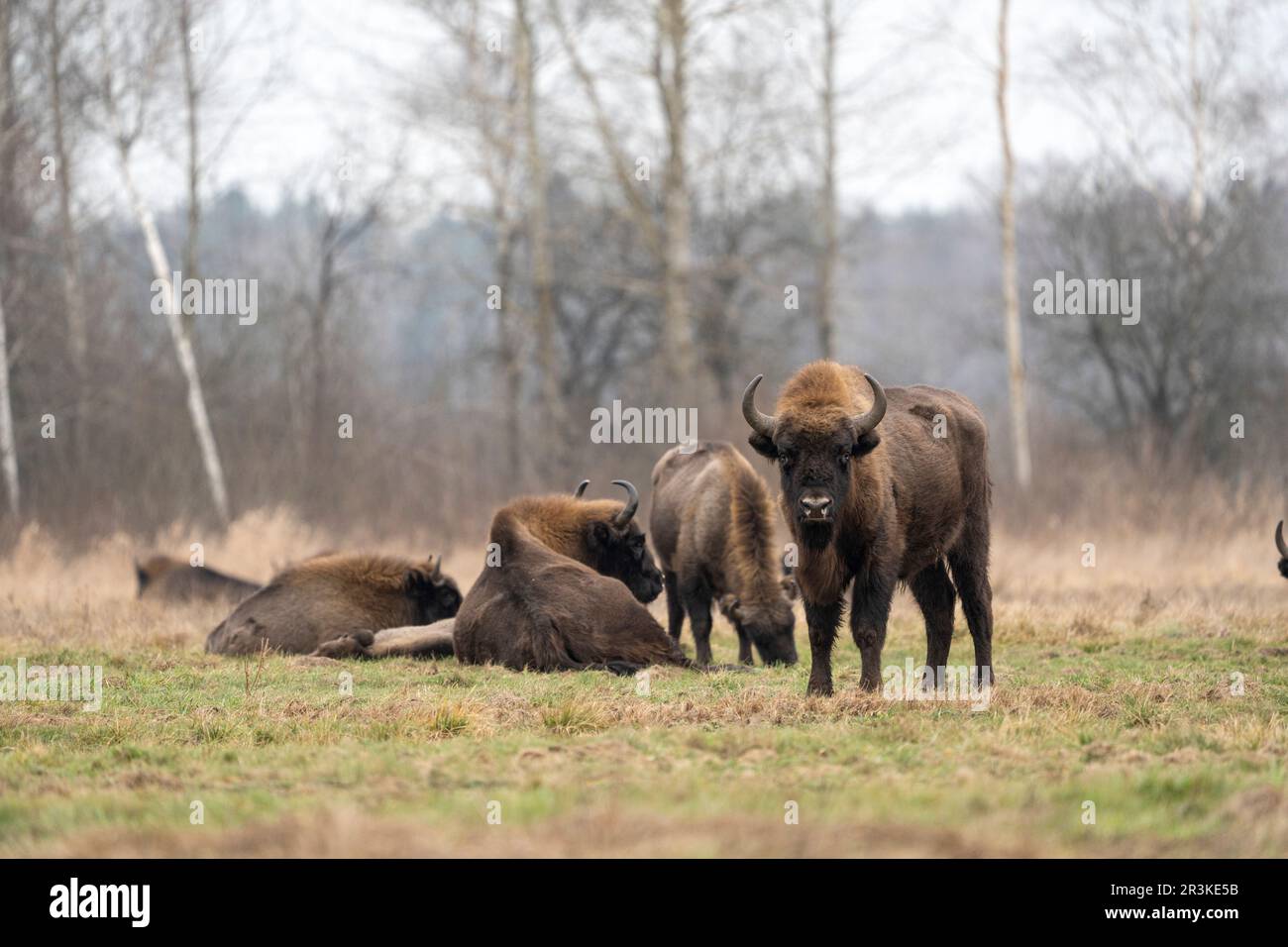 Group of European bison (Bison bonasus) one standing and others and ...