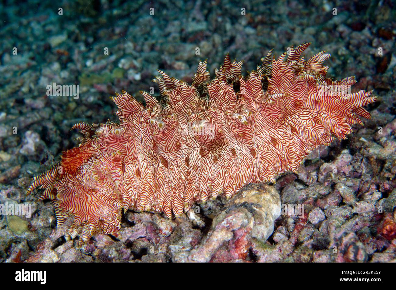 Candycane Sea Cucumber (Thelenota rubralineata), Mangroves dive site ...
