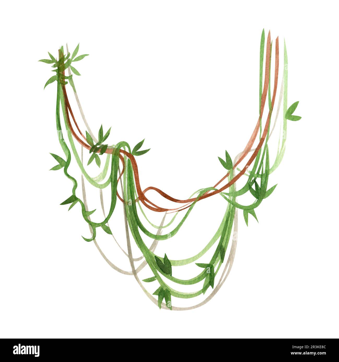 Jungle creepers hand drawn in green and brown watercolor on a white ...