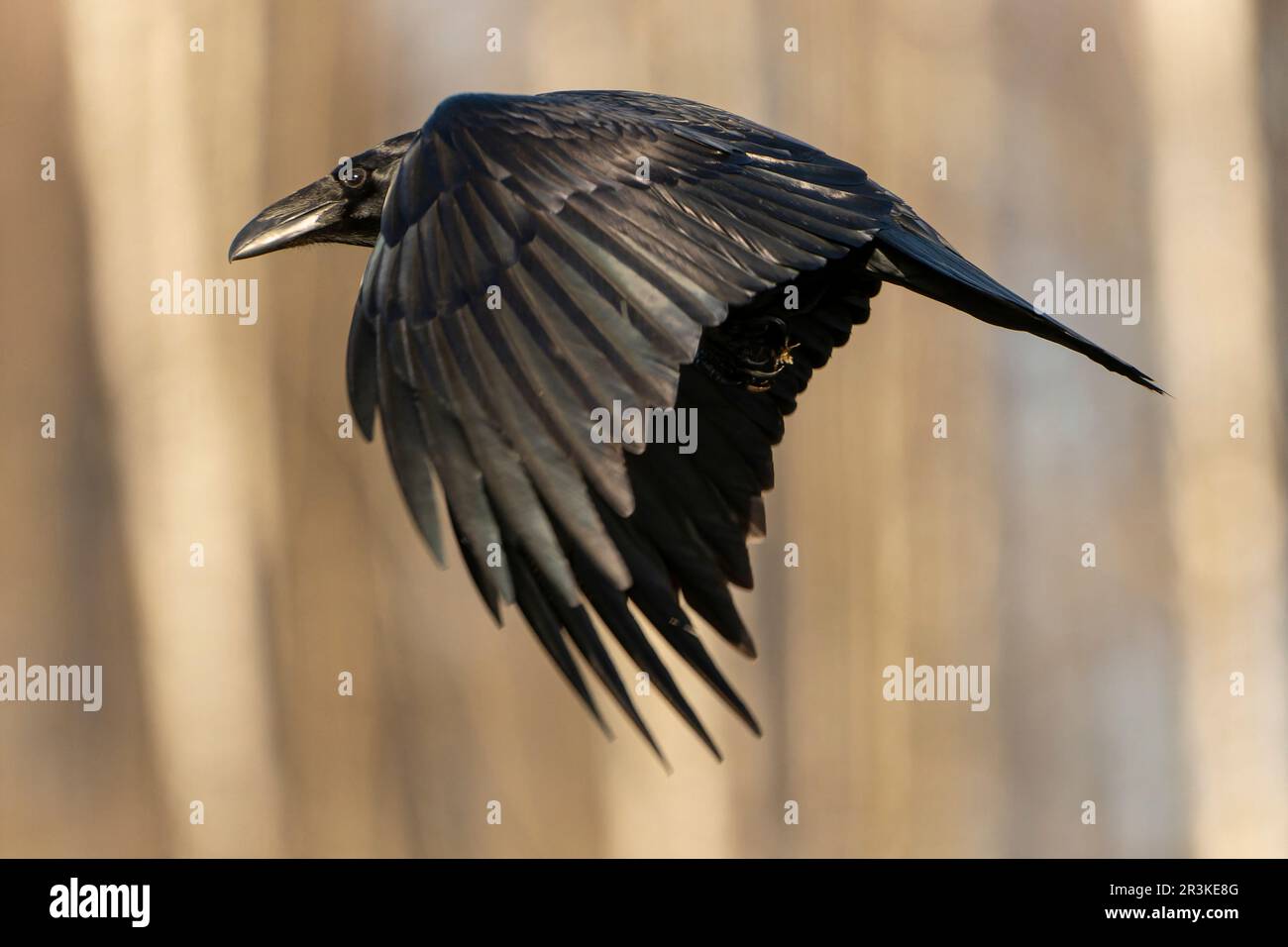 Raven (Corvus corax) flying in meadow. Bialowieza Forest UNESCO World ...