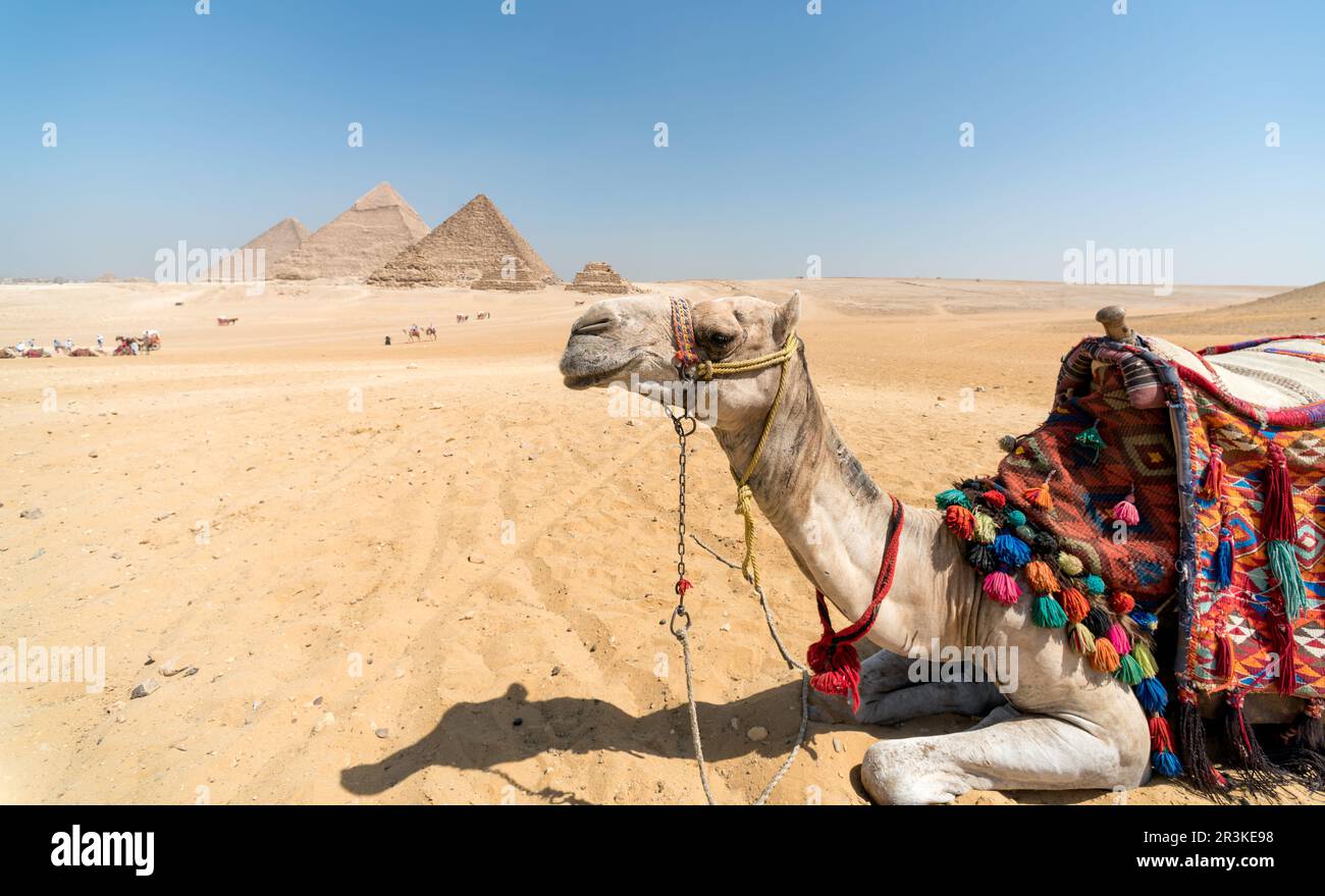 Camel in the Egyptian desert near the pyramids in Luxor Stock Photo - Alamy