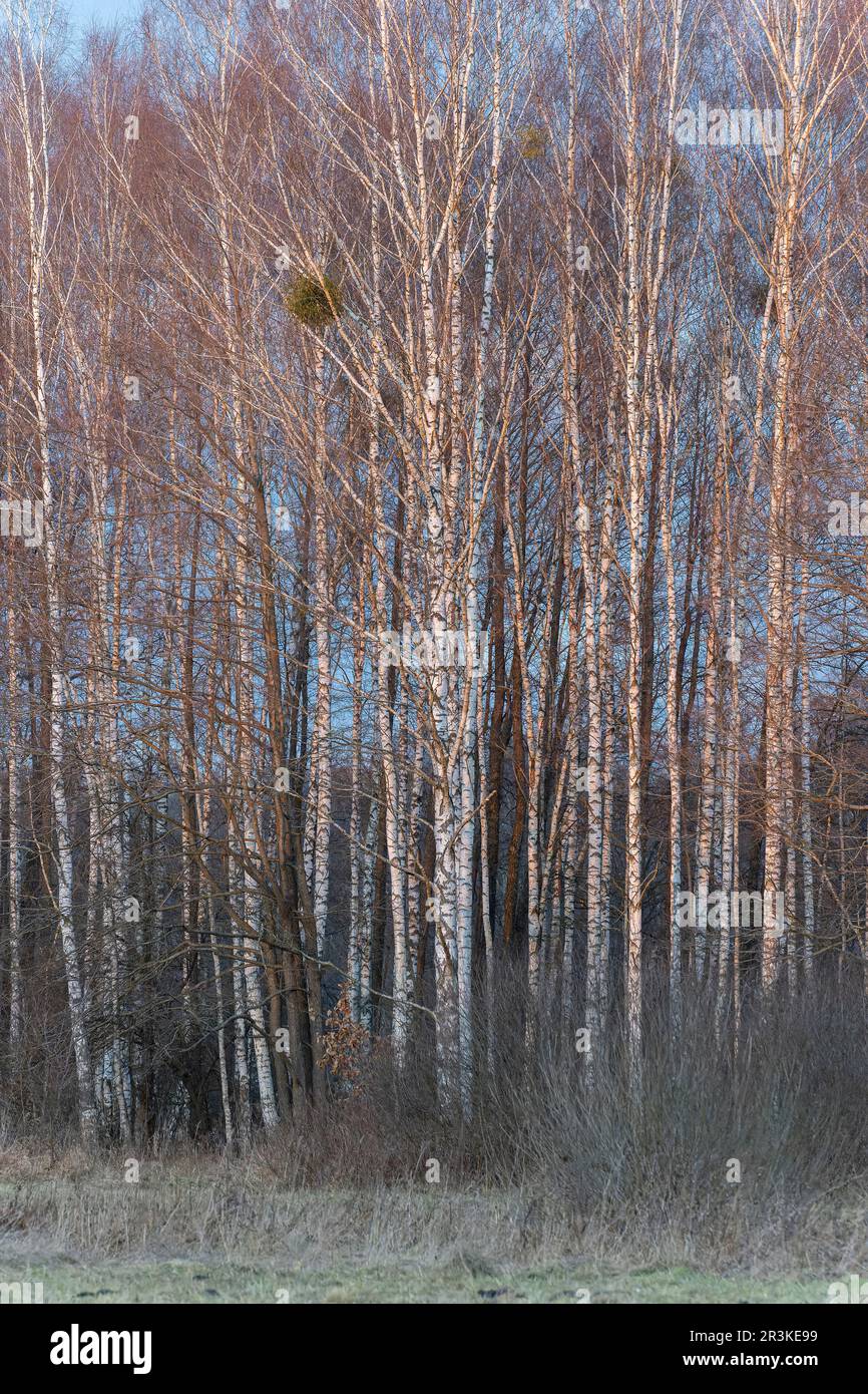 Birch forest, Bialowieza Forest UNESCO World Heritage Site, Poland ...