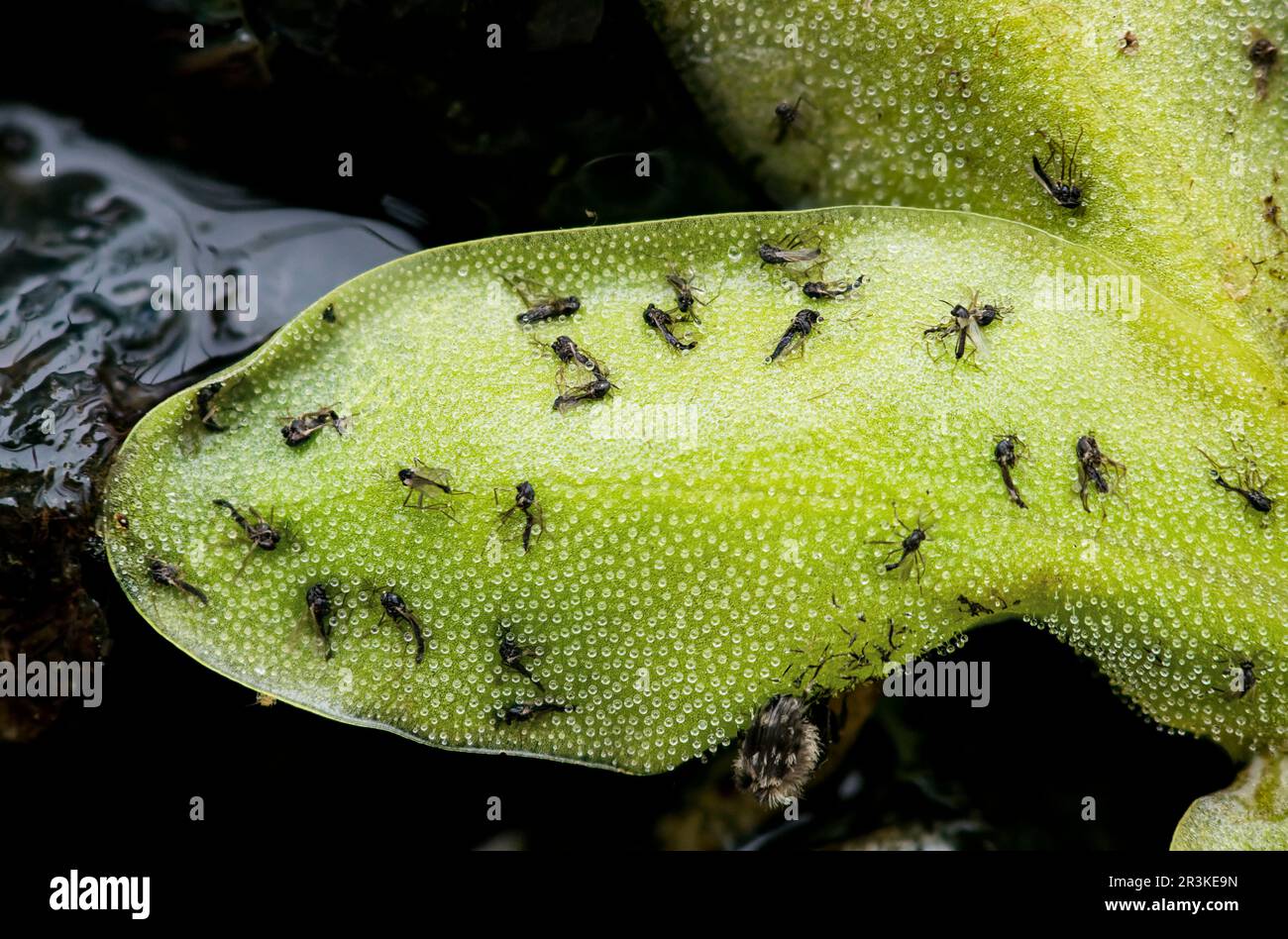 Midges caught by a leaf of Butterwort (Pinguicula macroceras), leaf ...